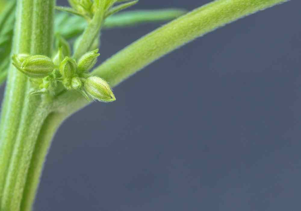 What Is Cannabis Pollen? | The Purple Leaf